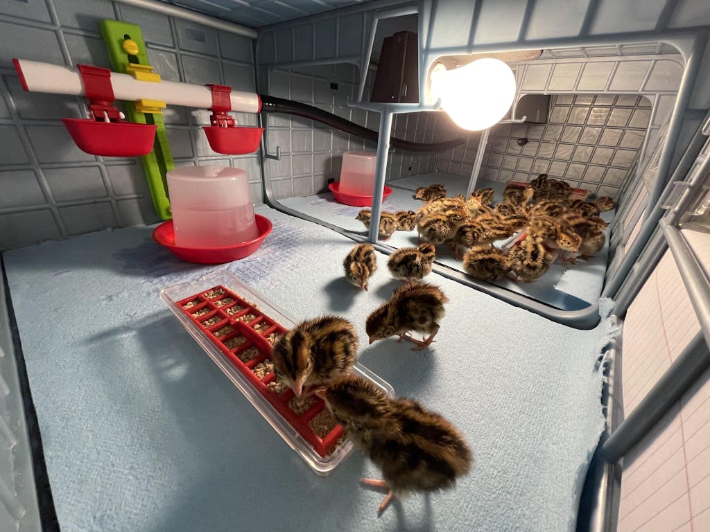 9.5" Tall Chick Brooder - 2 Layer (Stackable, Easy-to-Clean) Cimuka ...