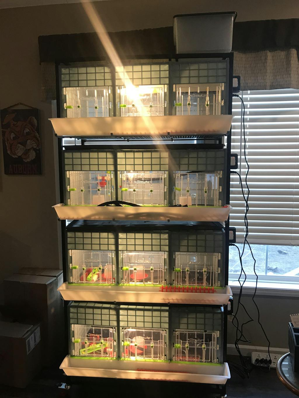 15" Tall Chick Brooder - 4 Layer (Stackable, Easy-to-Clean) Cimuka ...