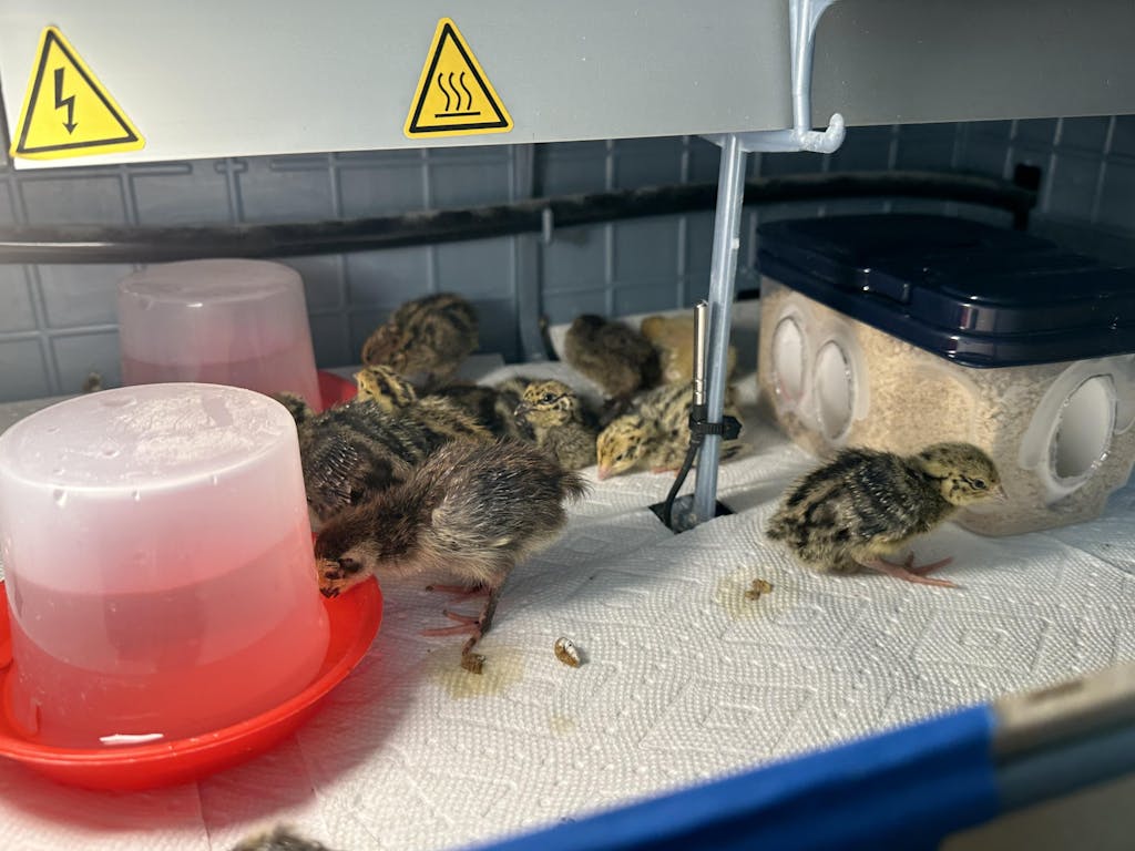 Quail Starter Kit = Start Raising Quail Chicks Today! | Hatching Time