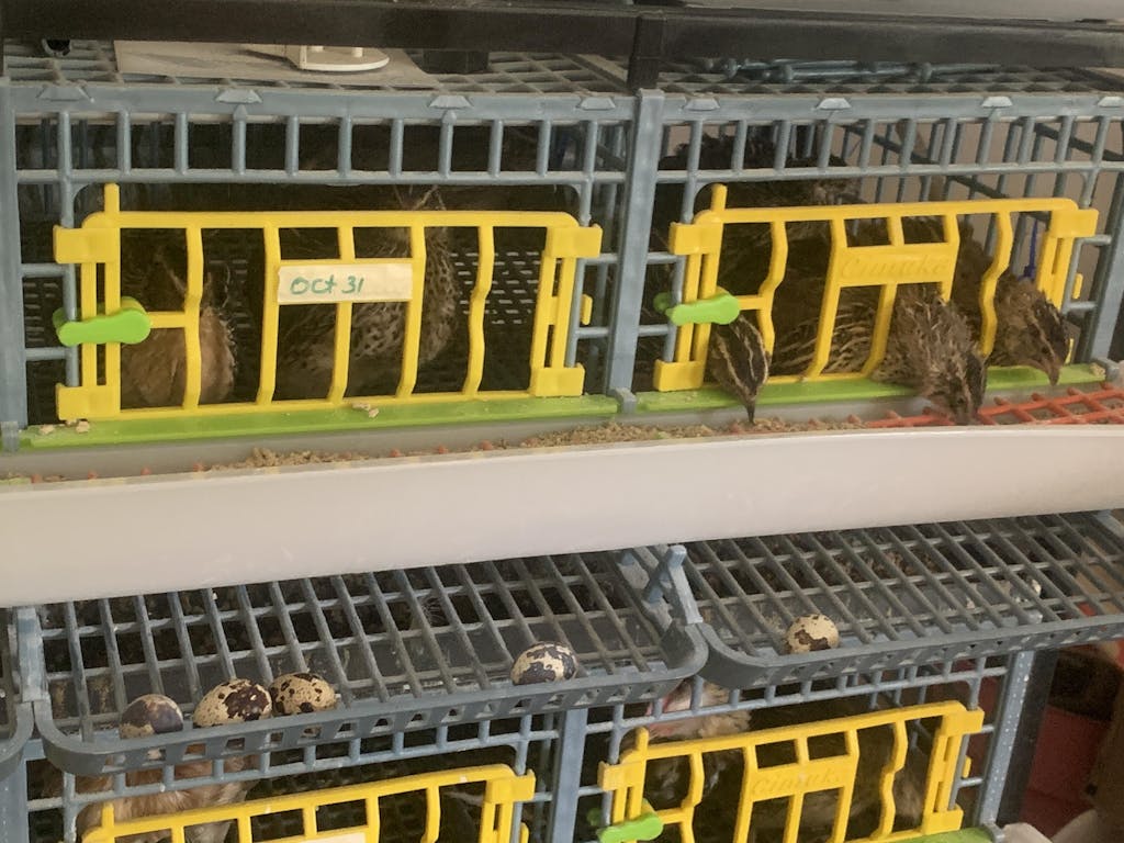 Quail Cage - 3 Layer (Breeding Pen, Stackable, Clean) Hatching Time