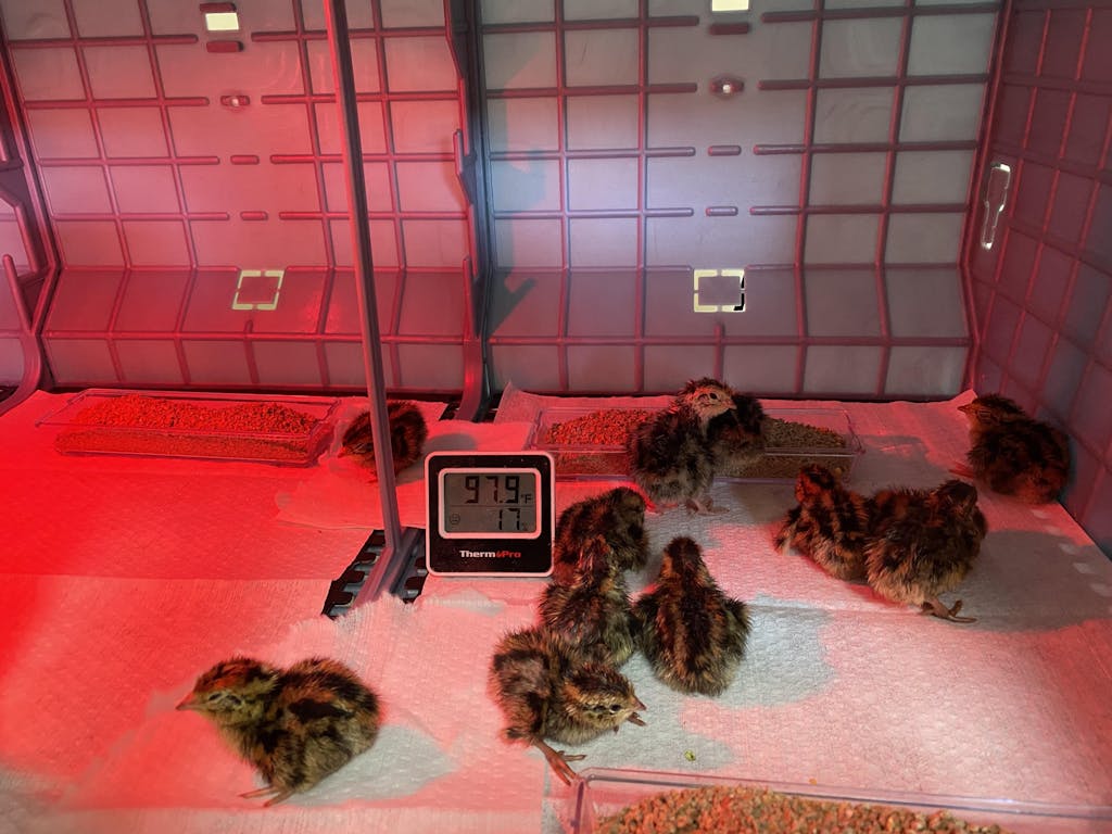 15" Tall Chick Brooder - 1 Layer (Stackable, Easy-to-Clean) Cimuka ...