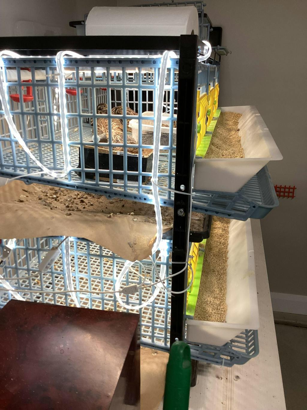 Quail Cage - 2 Layer (Breeding Pen, Stackable, Clean) | Hatching Time