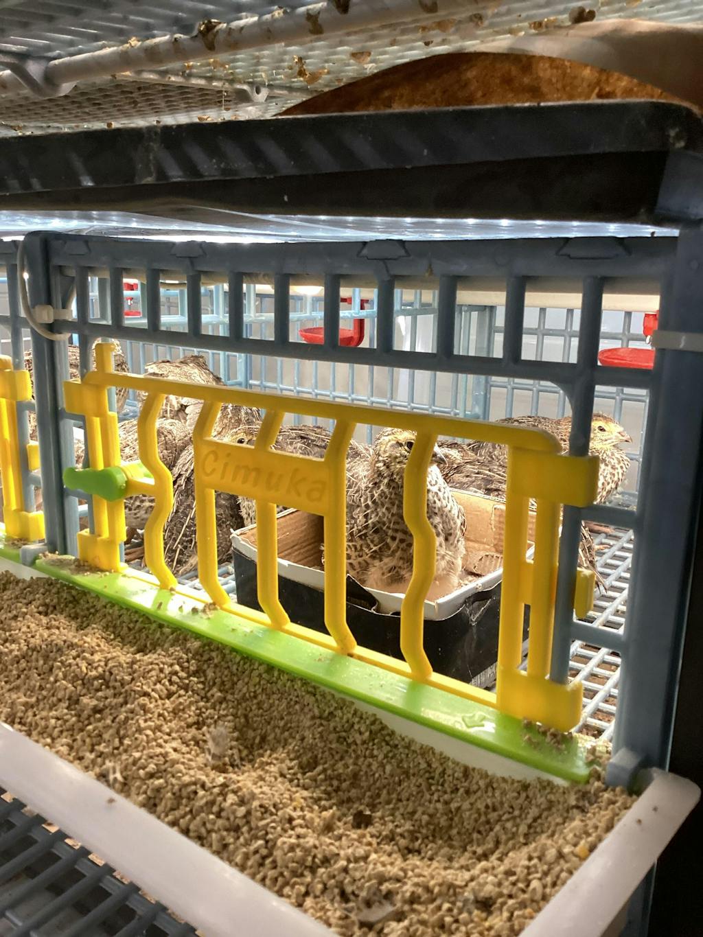 Quail Cage - 2 Layer (Breeding Pen, Stackable, Clean) | Hatching Time