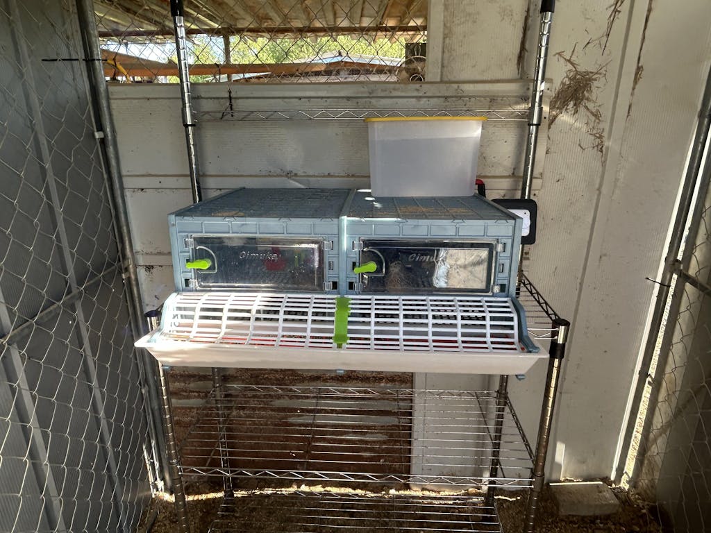 Tabletop Quail Brooder - fit Game Bird & Small Chicken | Hatching Time