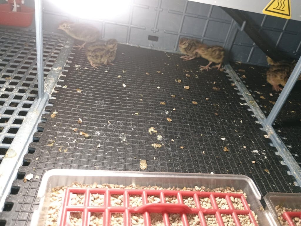 Game Bird Brooder Box - 2 Layer Quail Brooder | Cimuka, Hatching Time