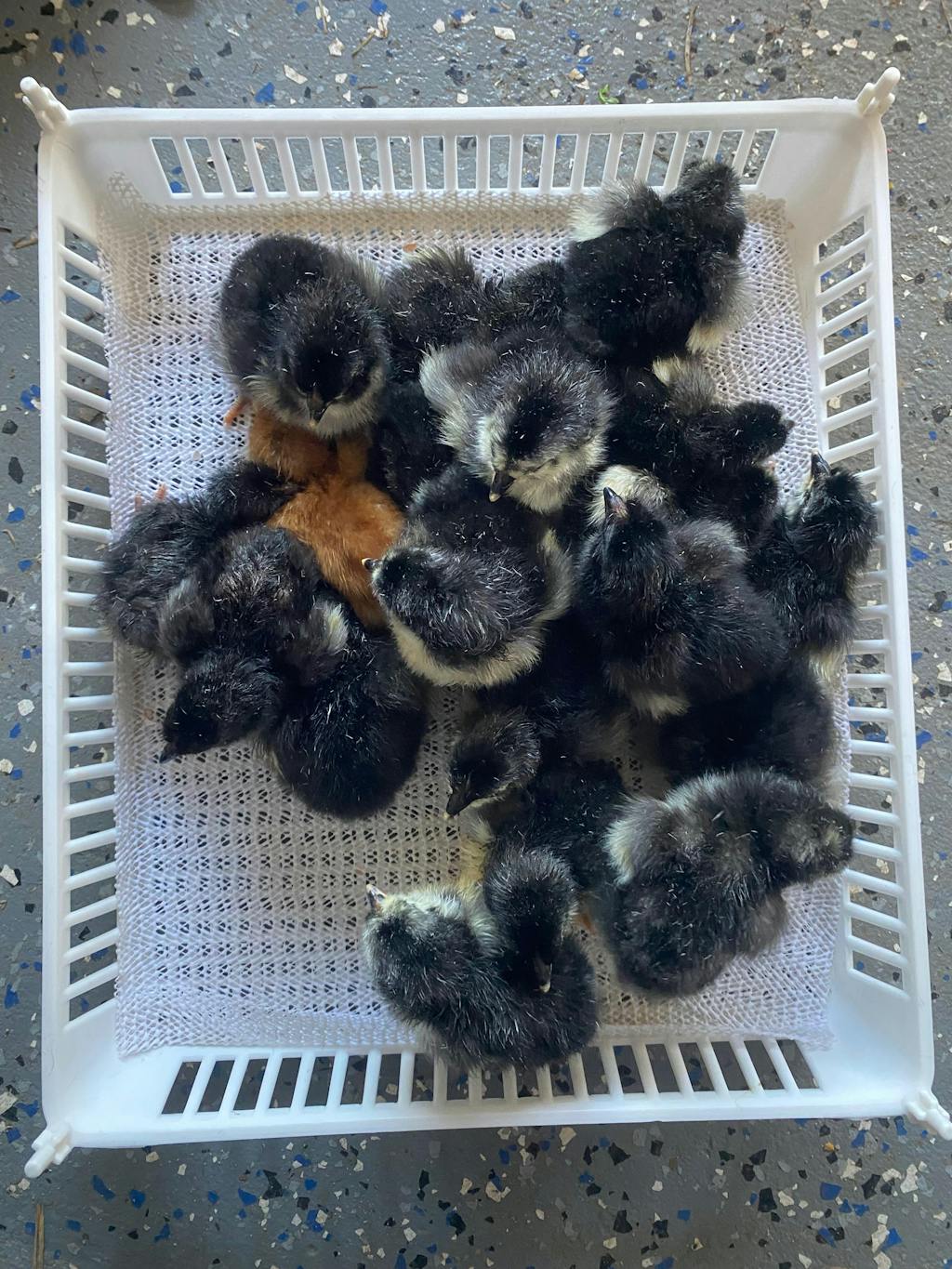 180 Egg Incubator & Hatcher Combo by Cimuka | Hatching Time