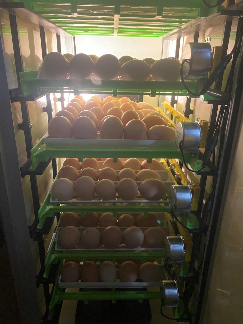 180 Egg Incubator & Hatcher Combo by Cimuka | Hatching Time