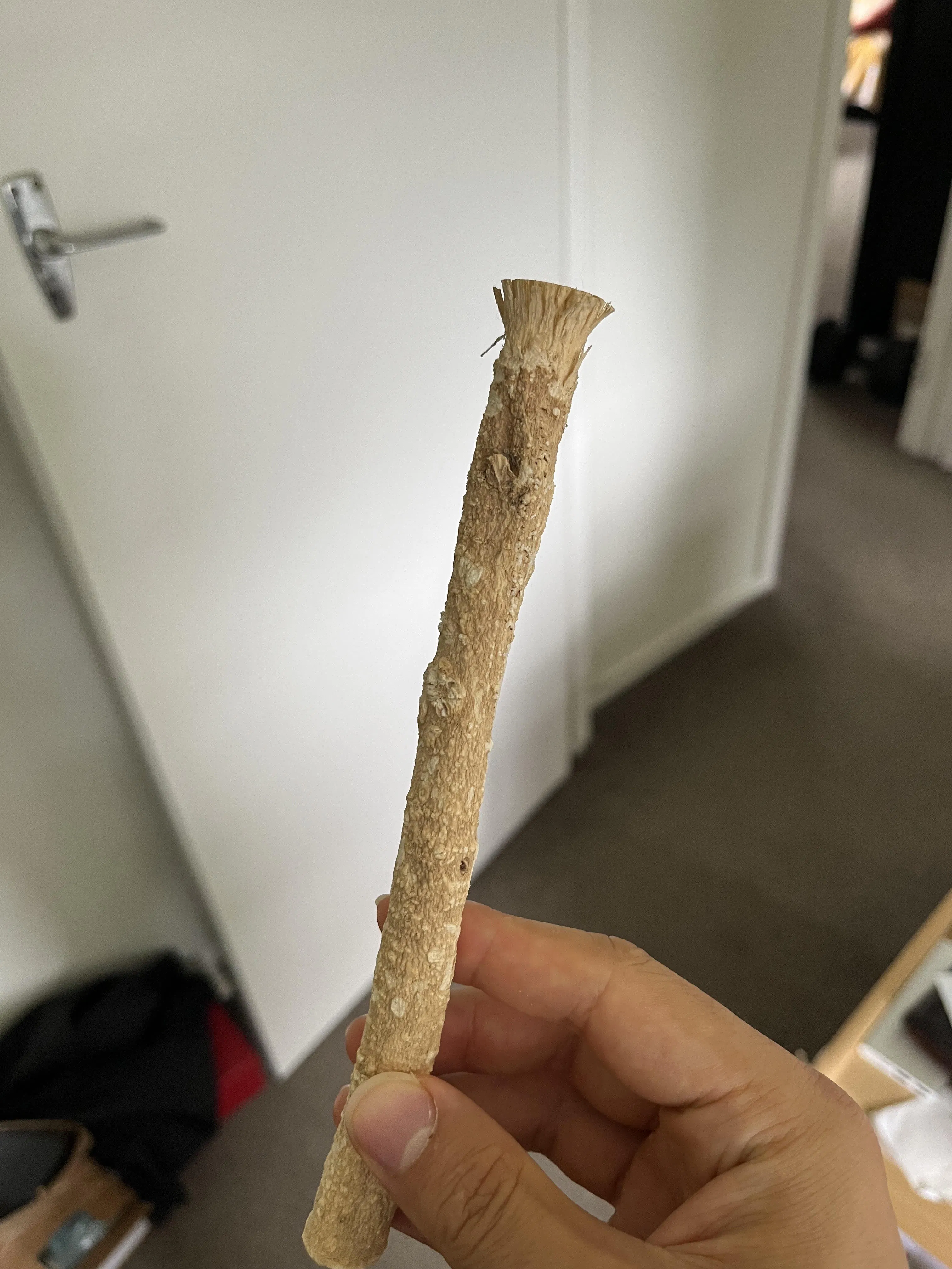 Ancient Miswak Toothbrush 1pc – Healthyliving