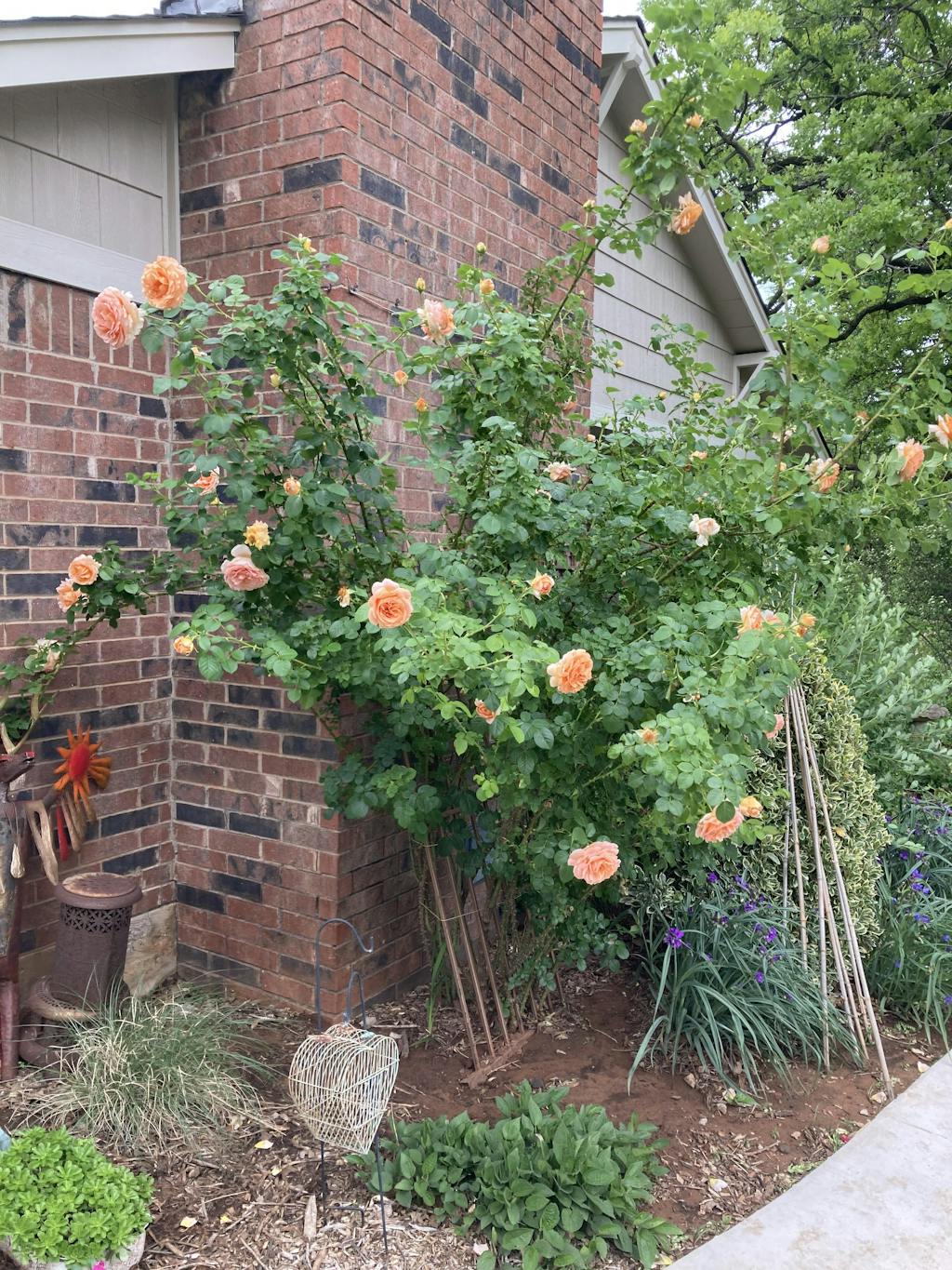 Polka Rose - Climbing Roses - Very Fragrant – Heirloom Roses