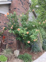 Polka Rose - Climbing Roses - Very Fragrant – Heirloom Roses