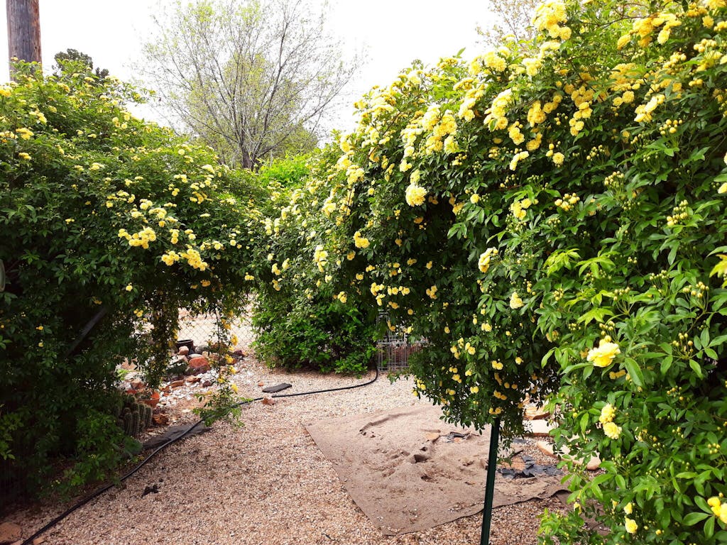 Lady Banks | Yellow Climbing Rose Bush – Heirloom Roses