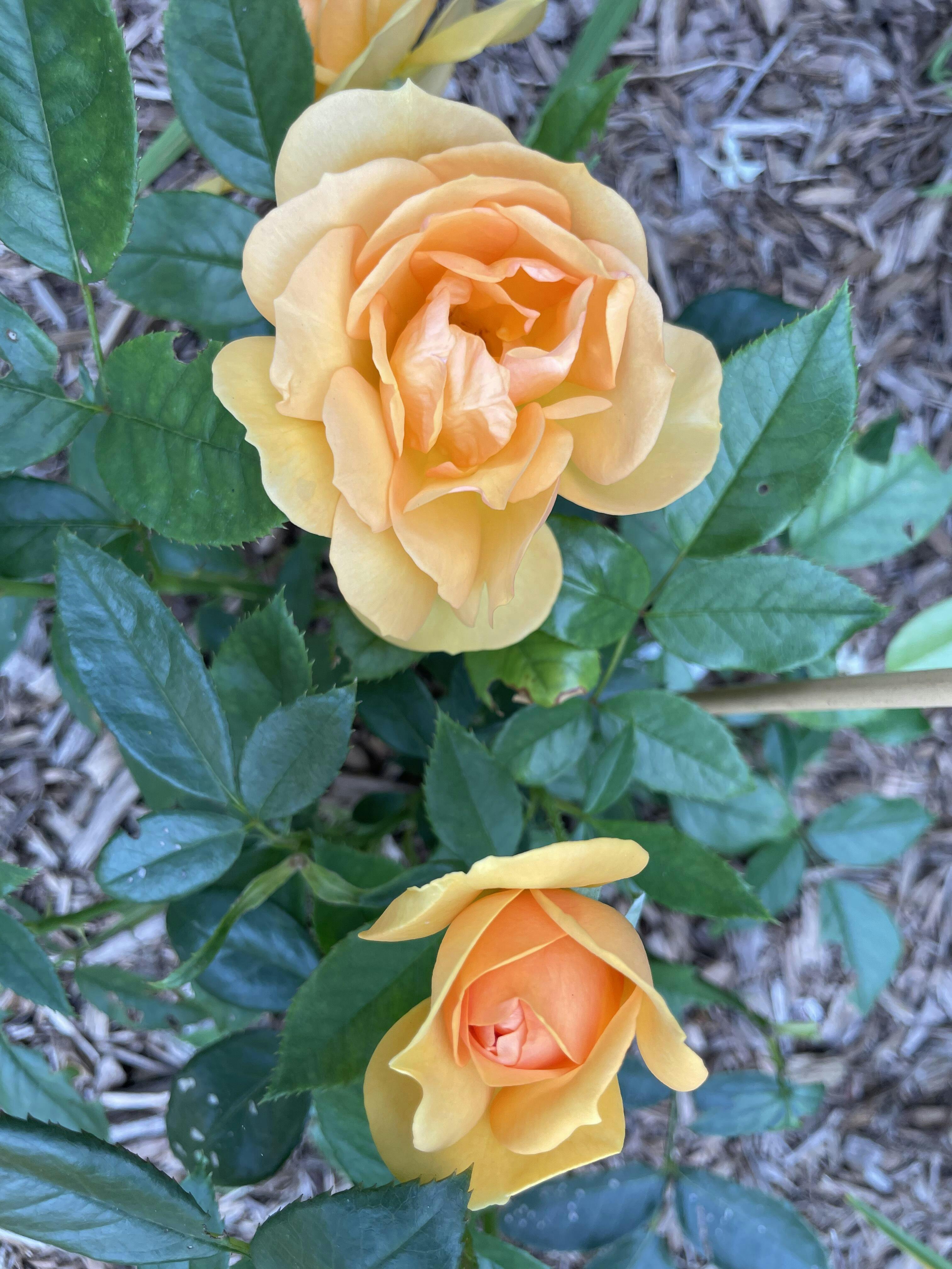 Sunbelt® South Africa® – Heirloom Roses