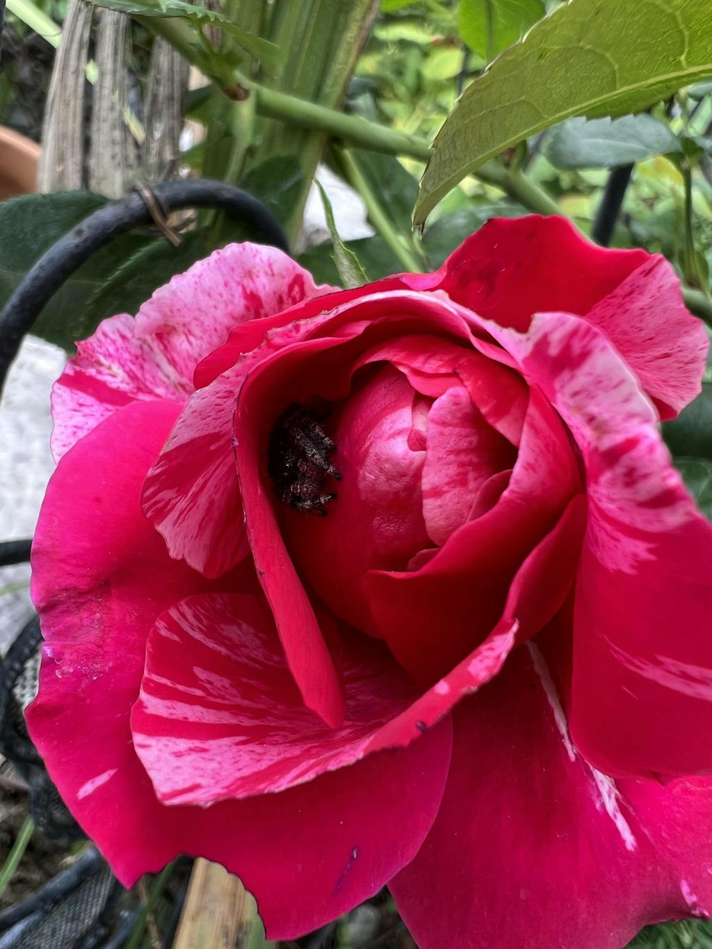Raspberry Cream Twirl Rose - Climbing Roses - Lightly Fragrant ...