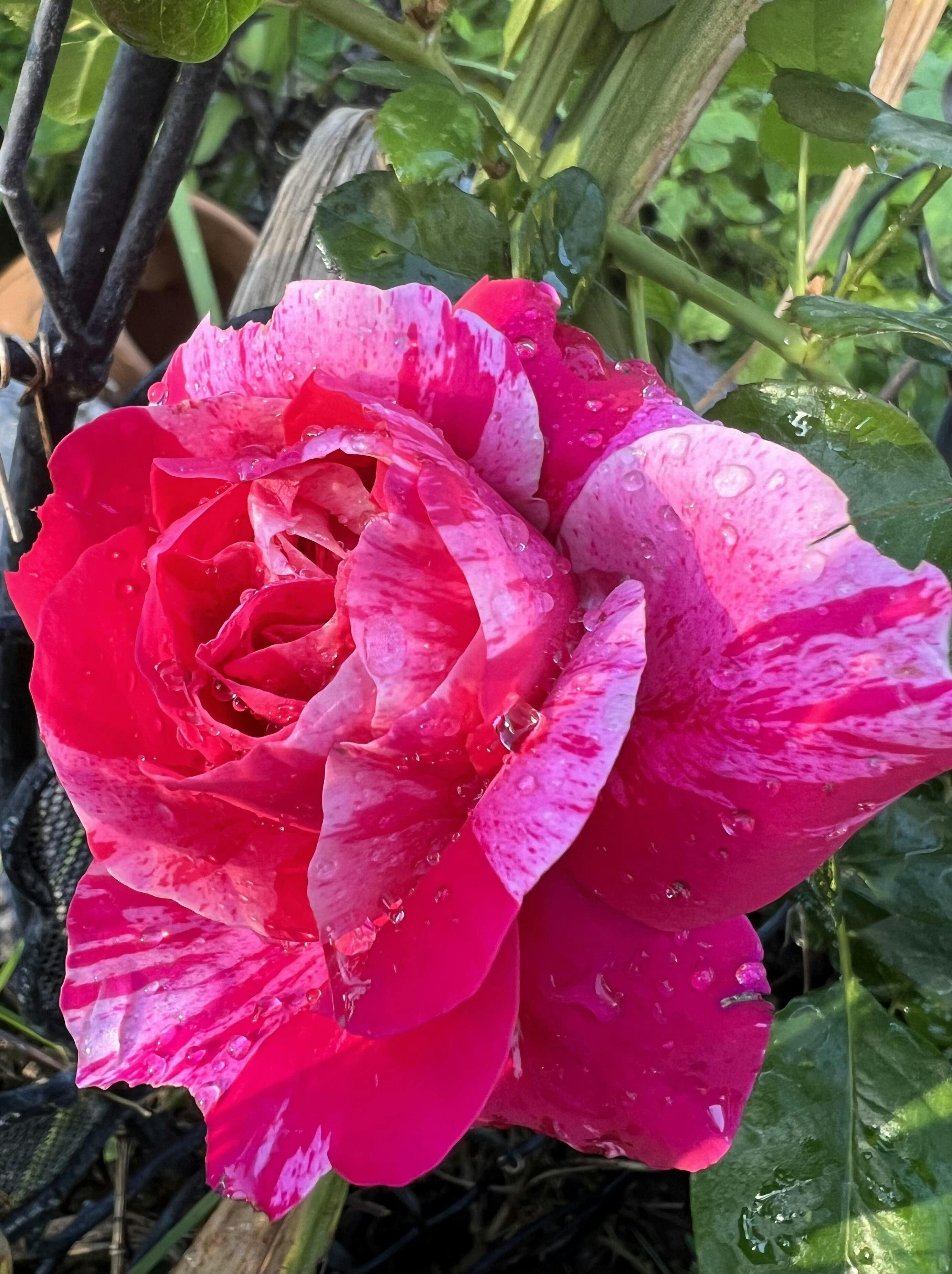 Raspberry Cream Twirl Rose - Climbing Roses - Lightly Fragrant ...