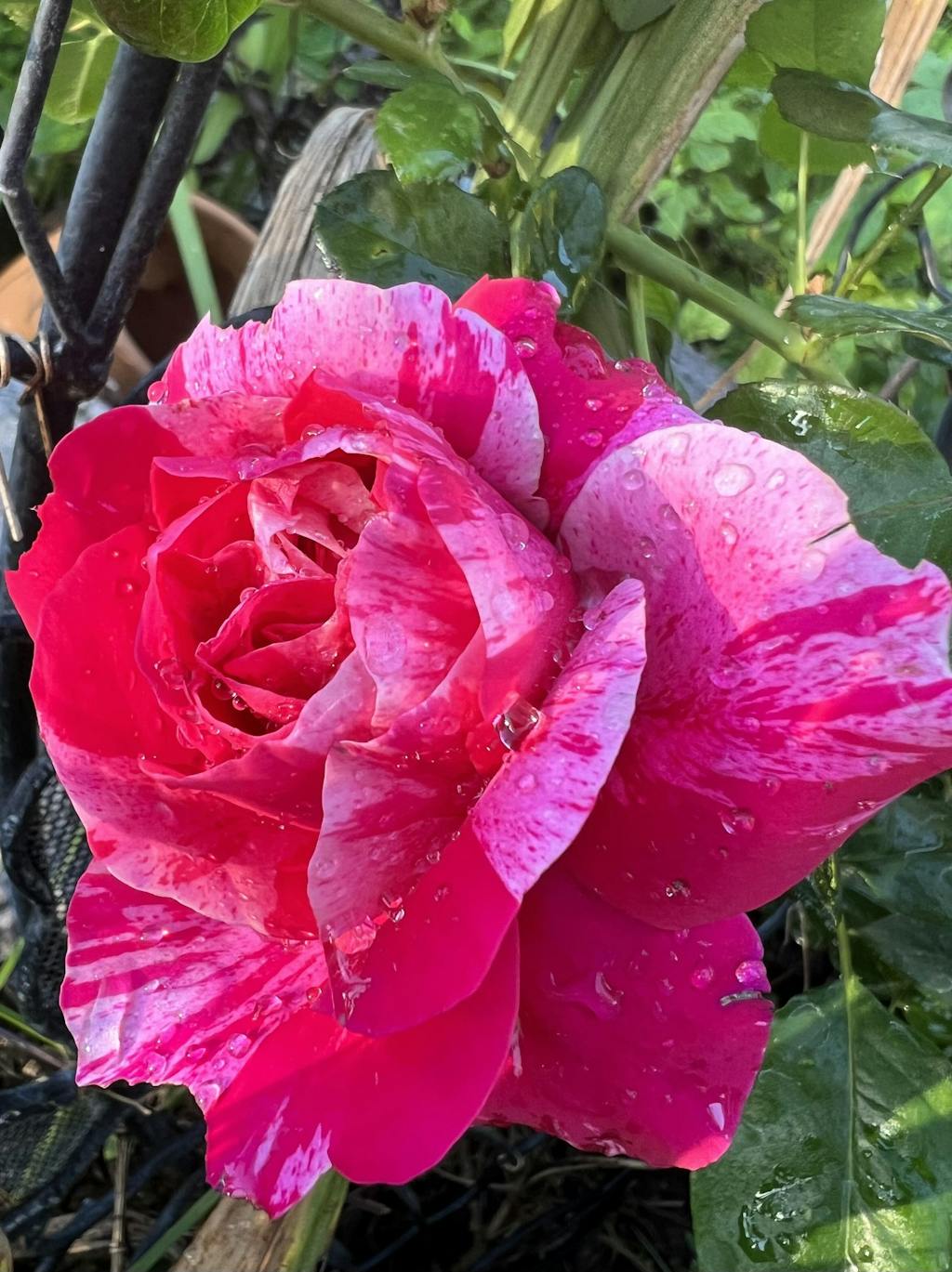 Raspberry Cream Twirl Rose - Climbing Roses - Lightly Fragrant ...