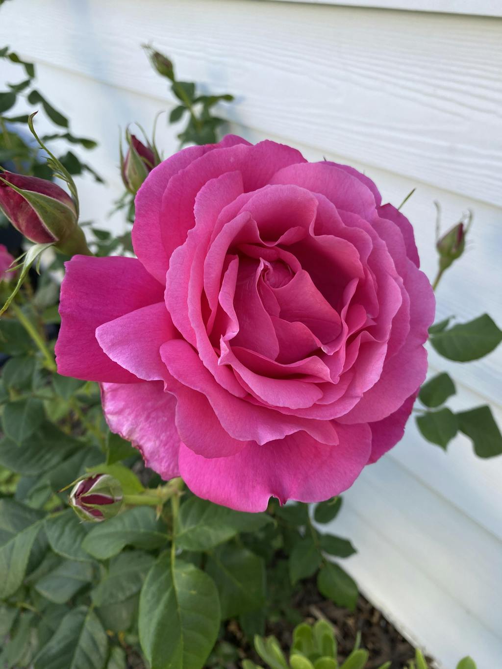 Grande Dame Hybrid Tea Rose | Fragrant Rose Bush – Heirloom Roses