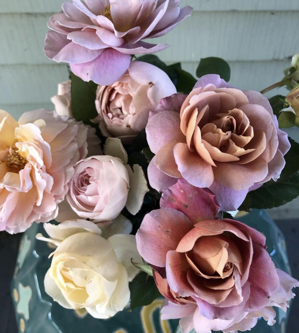 Distant Drums Rose - Hardy - Moderately Fragrant – Heirloom Roses