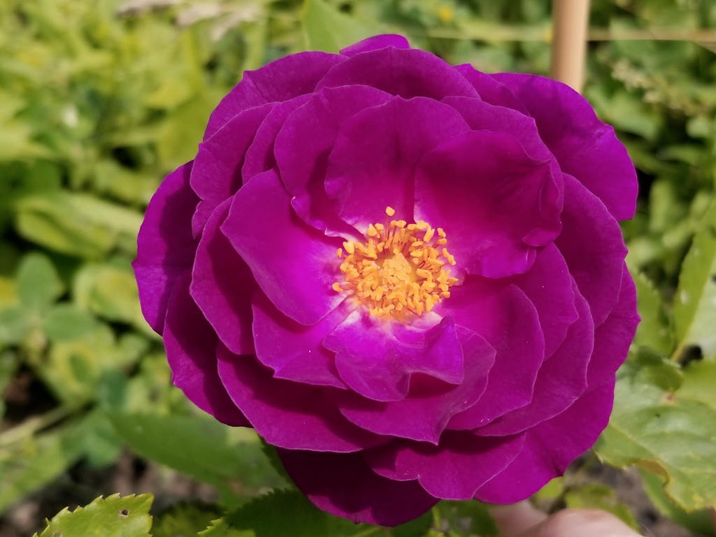 Ebb Tide Rose - Floribunda - Exceptionally Fragrant – Heirloom Roses
