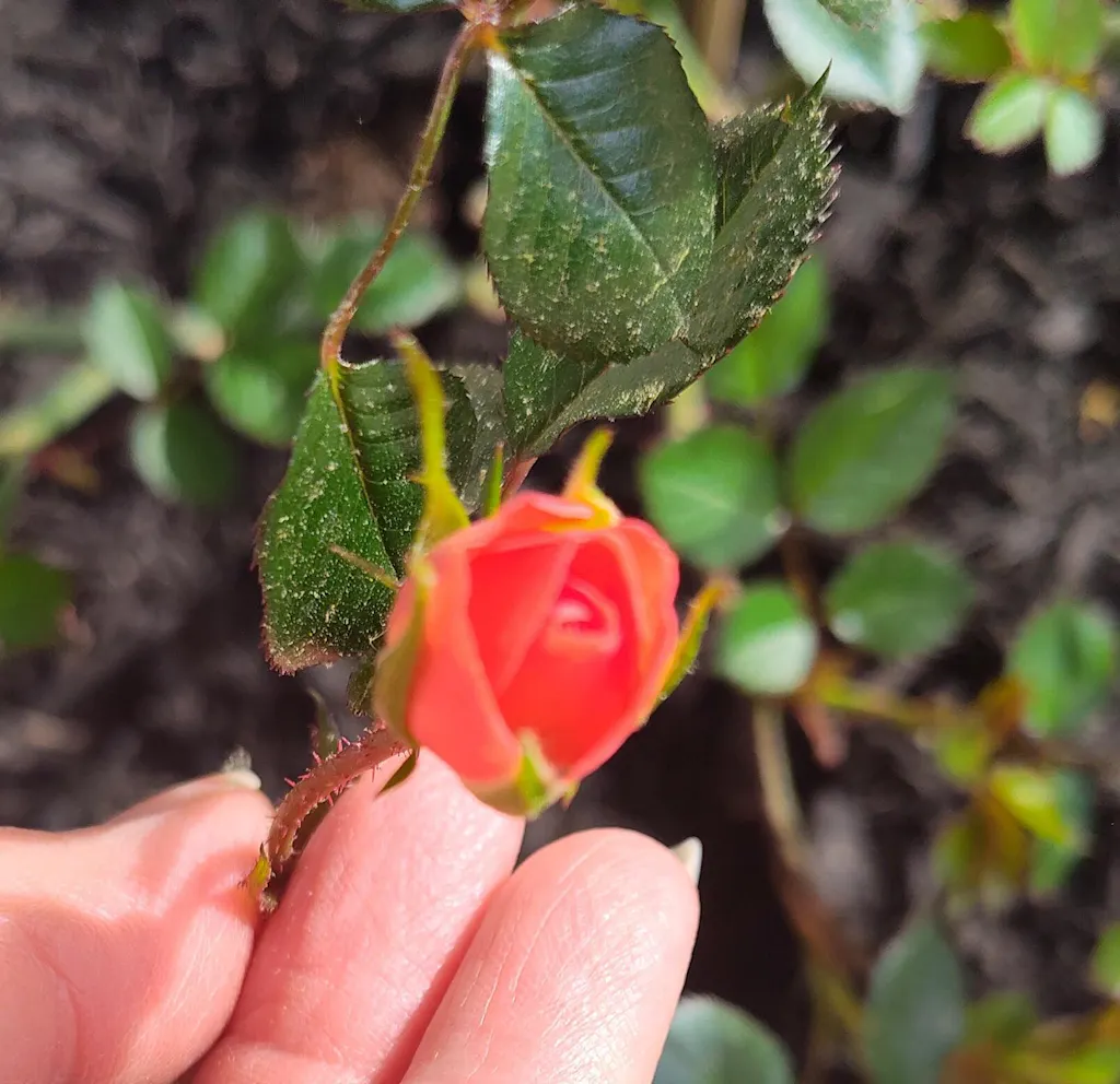 Sunset Happy Trails™ | Colorful Landscape Rose Bush – Heirloom
