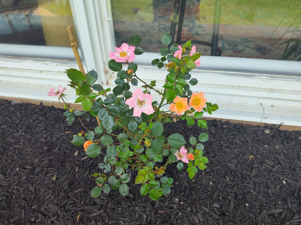 Sunset Happy Trails™ | Colorful Landscape Rose Bush – Heirloom