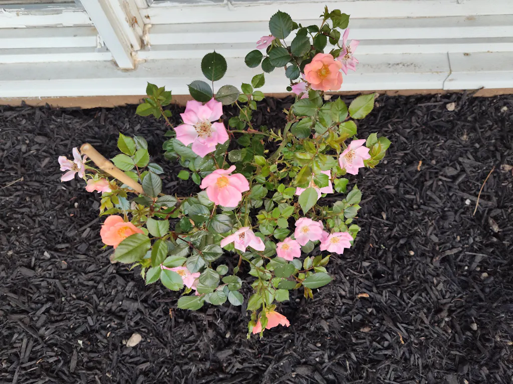 Sunset Happy Trails™ | Colorful Landscape Rose Bush – Heirloom