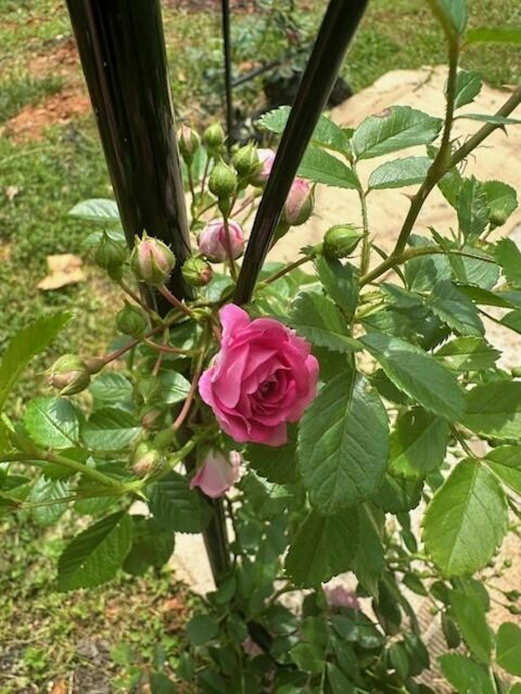 Super Dorothy Rose - Rambling Rose - Lightly Fragrant – Heirloom Roses