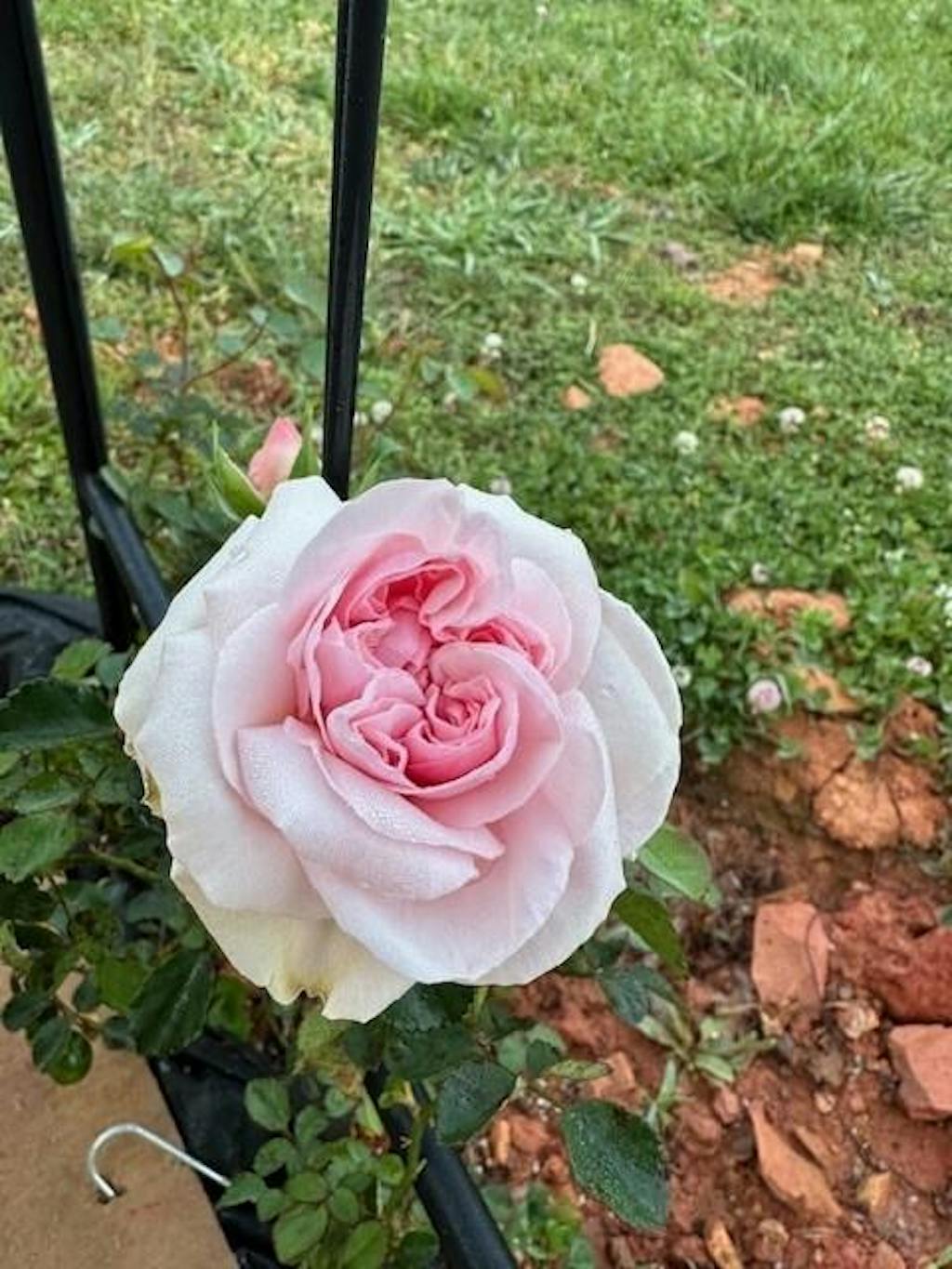 Awakening Rose - Climbing Roses - Very Fragrant – Heirloom Roses