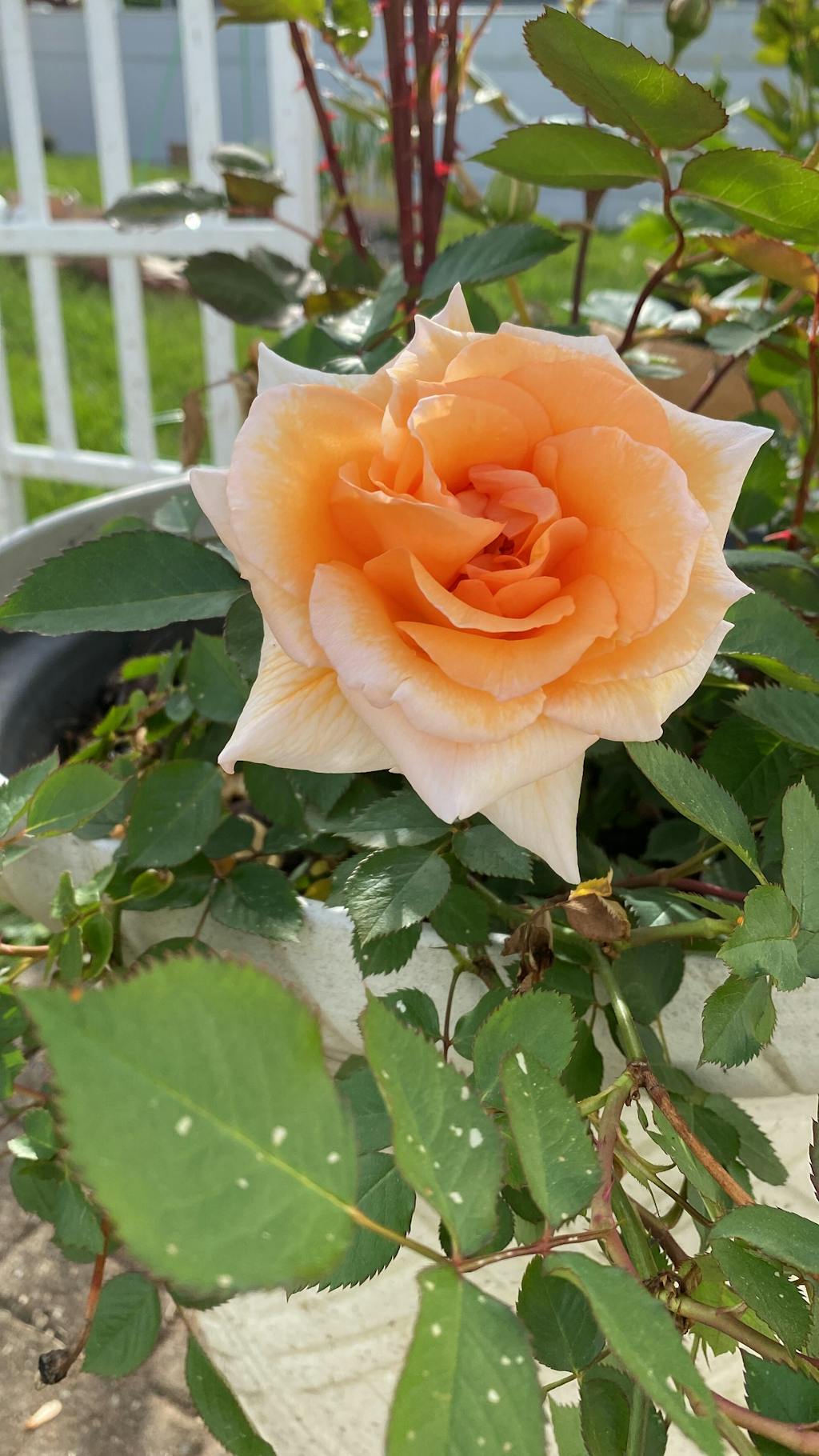 Winter Sunset Hardy Rose | Orange Rose Bush – Heirloom Roses
