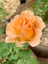 Polka Rose - Climbing Roses - Very Fragrant – Heirloom Roses