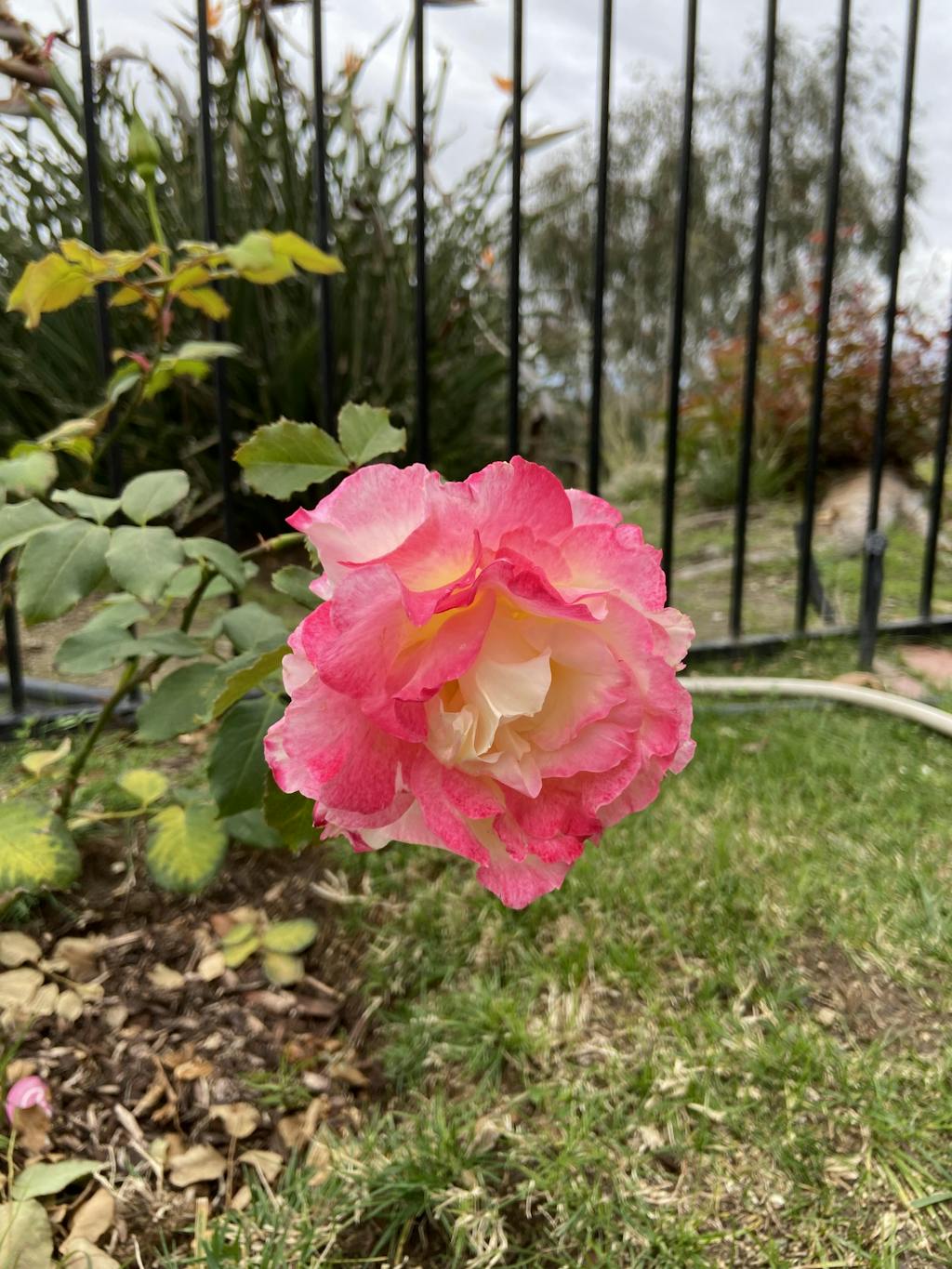 Double Delight Rose - Hybrid Tea - Exceptionally Fragrant – Heirloom Roses
