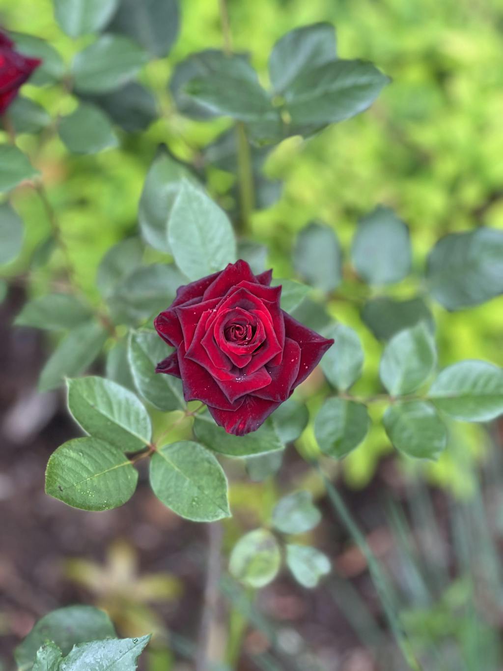 Black Baccara Hybrid Tea Rose | Red Rose Bush – Heirloom Roses