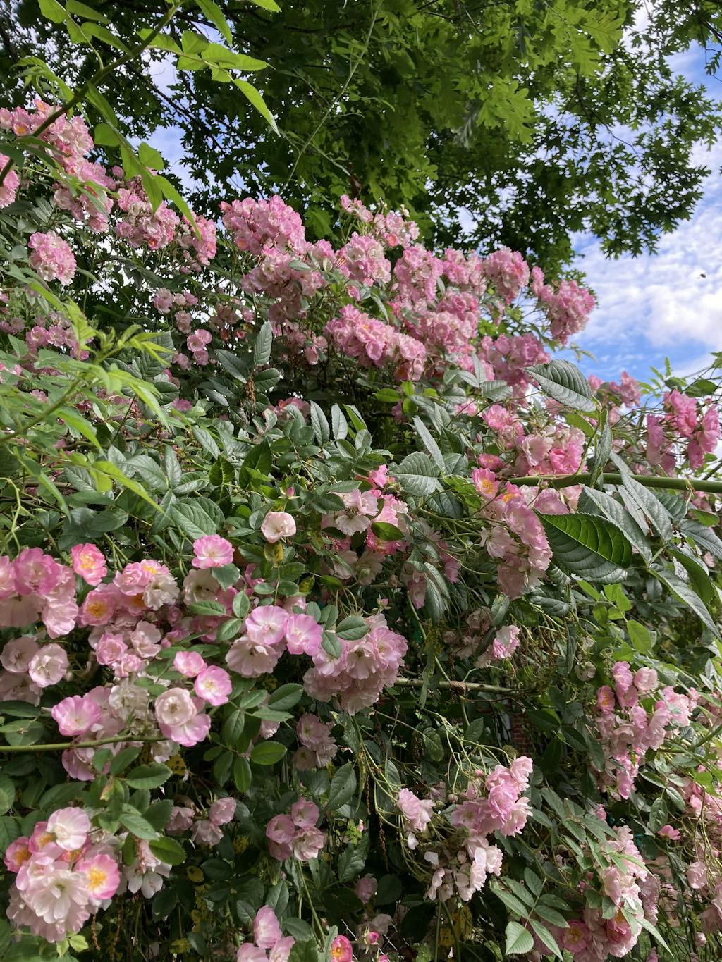 Apple Blossom – Heirloom Roses