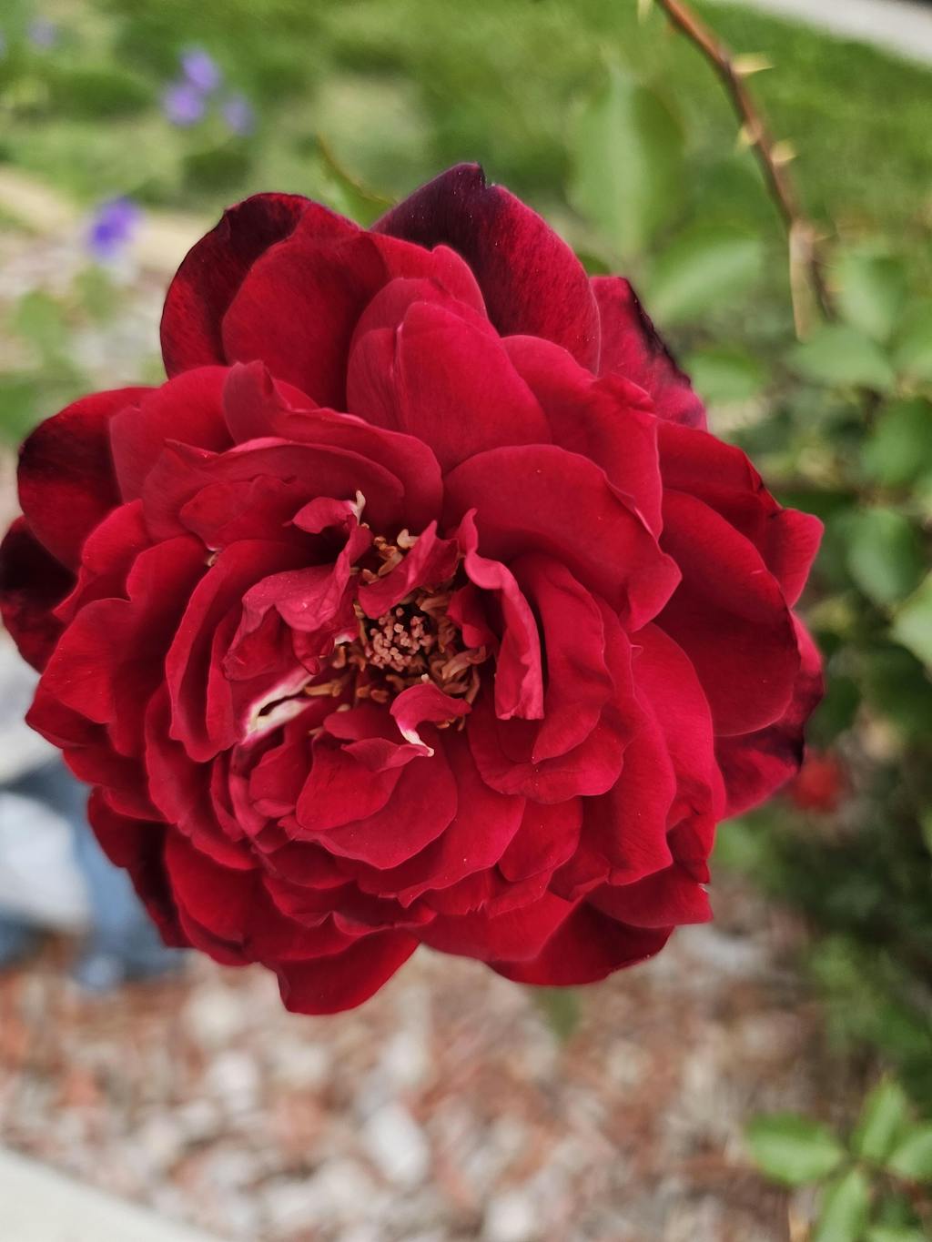 Queen Bee Rose - Hardy - Exceptionally Fragrant – Heirloom Roses