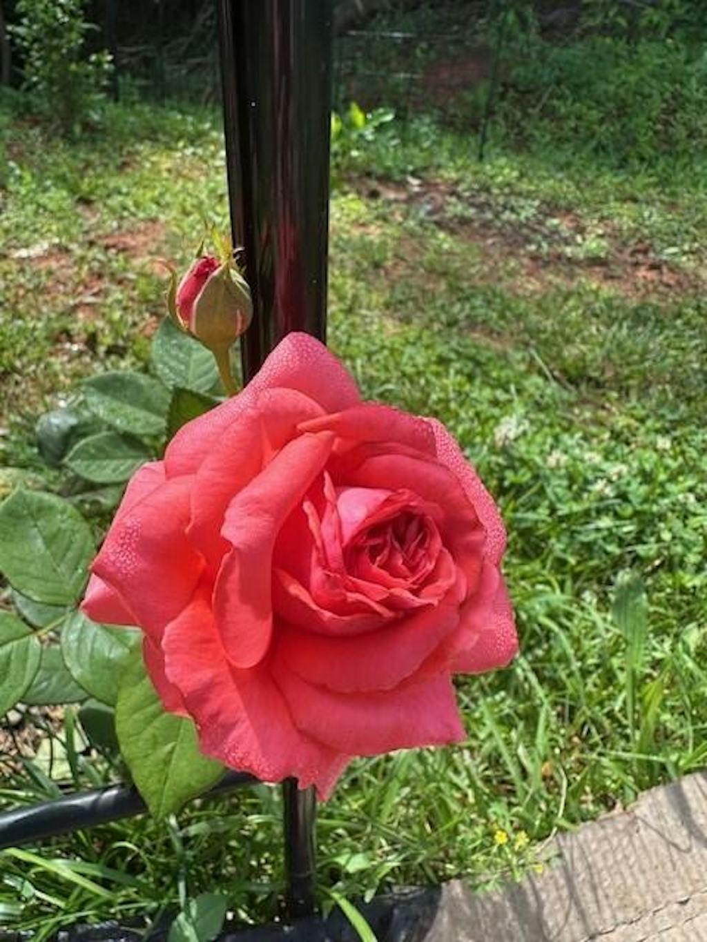 America Rose - Climbing Roses - Very Fragrant – Heirloom Roses