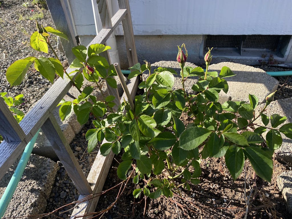 Candy Land Climbing Rose | Colorful Rose Bush – Heirloom Roses