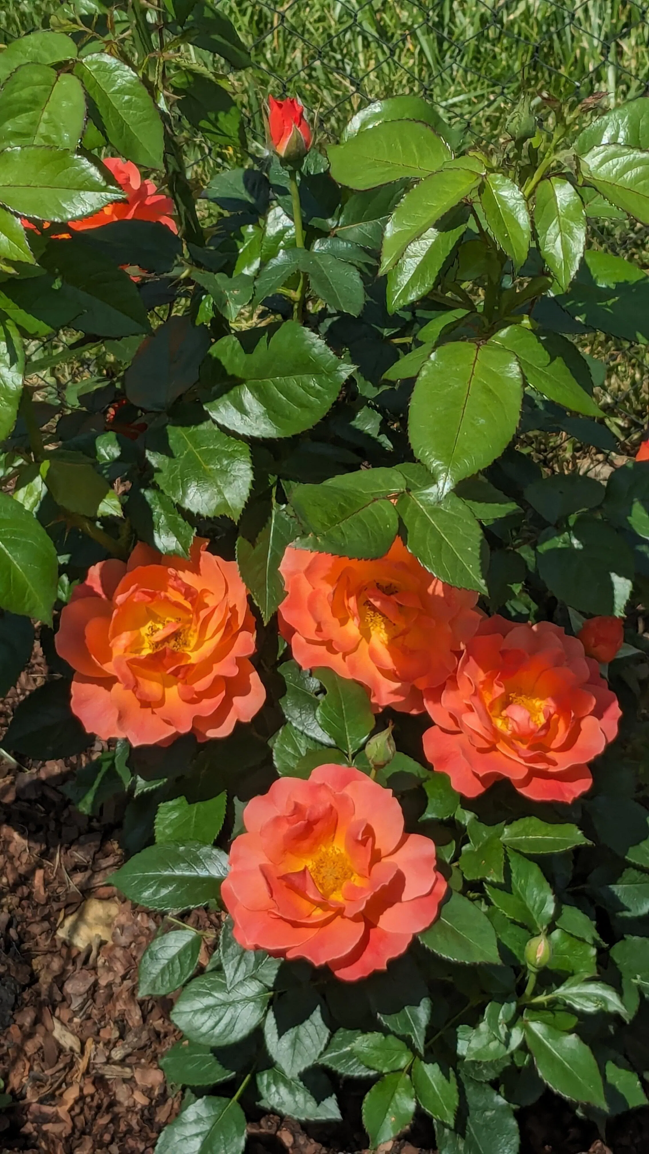 Livin' Easy Rose - English Legend - Lightly Fragrant – Heirloom Roses