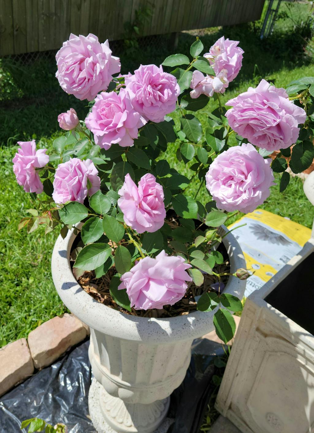 Love Song Rose - Floribunda - Moderately Fragrant – Heirloom Roses