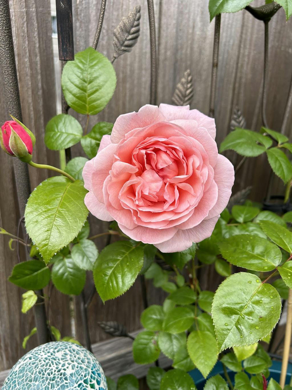 Strawberry Hill | David Austin Climbing Rose – Heirloom Roses
