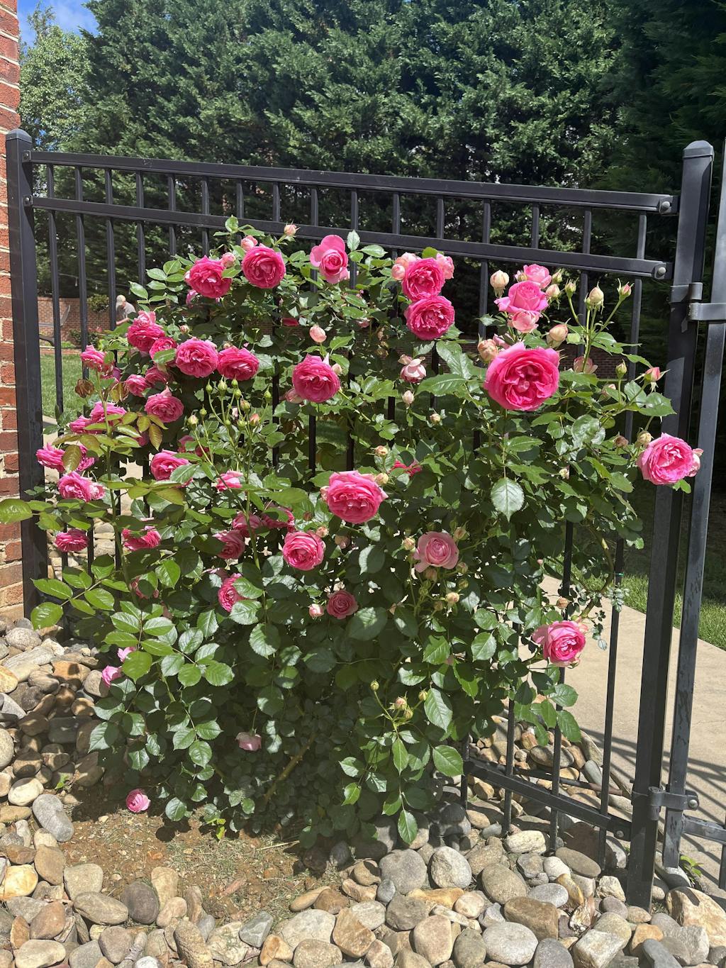 Pretty In Pink Eden Rose - Climbing Roses - Lightly Fragrant – Heirloom ...