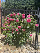 Pretty In Pink Eden Rose - Climbing Roses - Lightly Fragrant – Heirloom ...