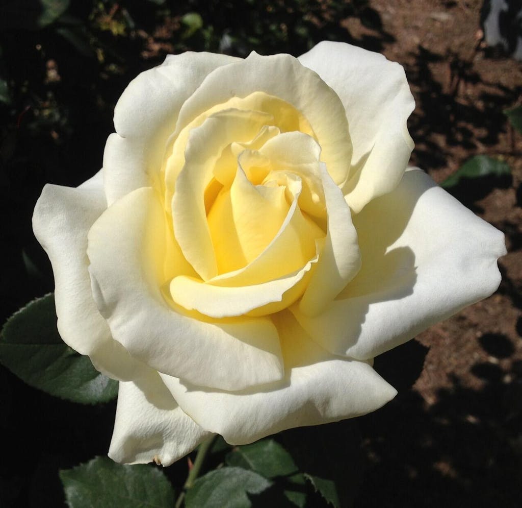 Elina Hybrid Tea Rose | Yellow Rose Bush – Heirloom Roses