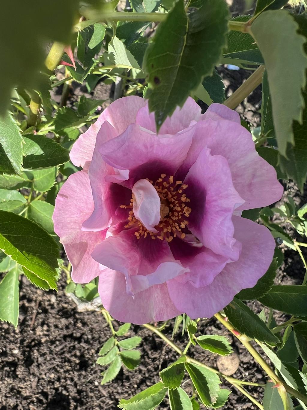 Easy On The Eyes™ – Heirloom Roses