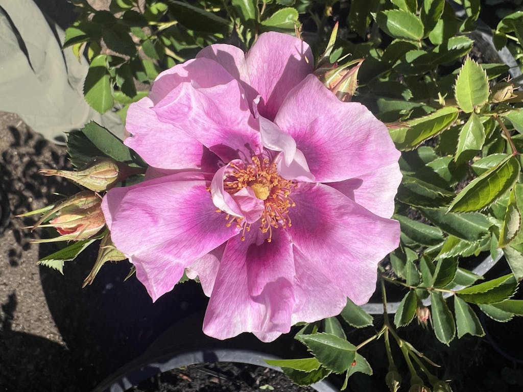 Easy On The Eyes™ – Heirloom Roses