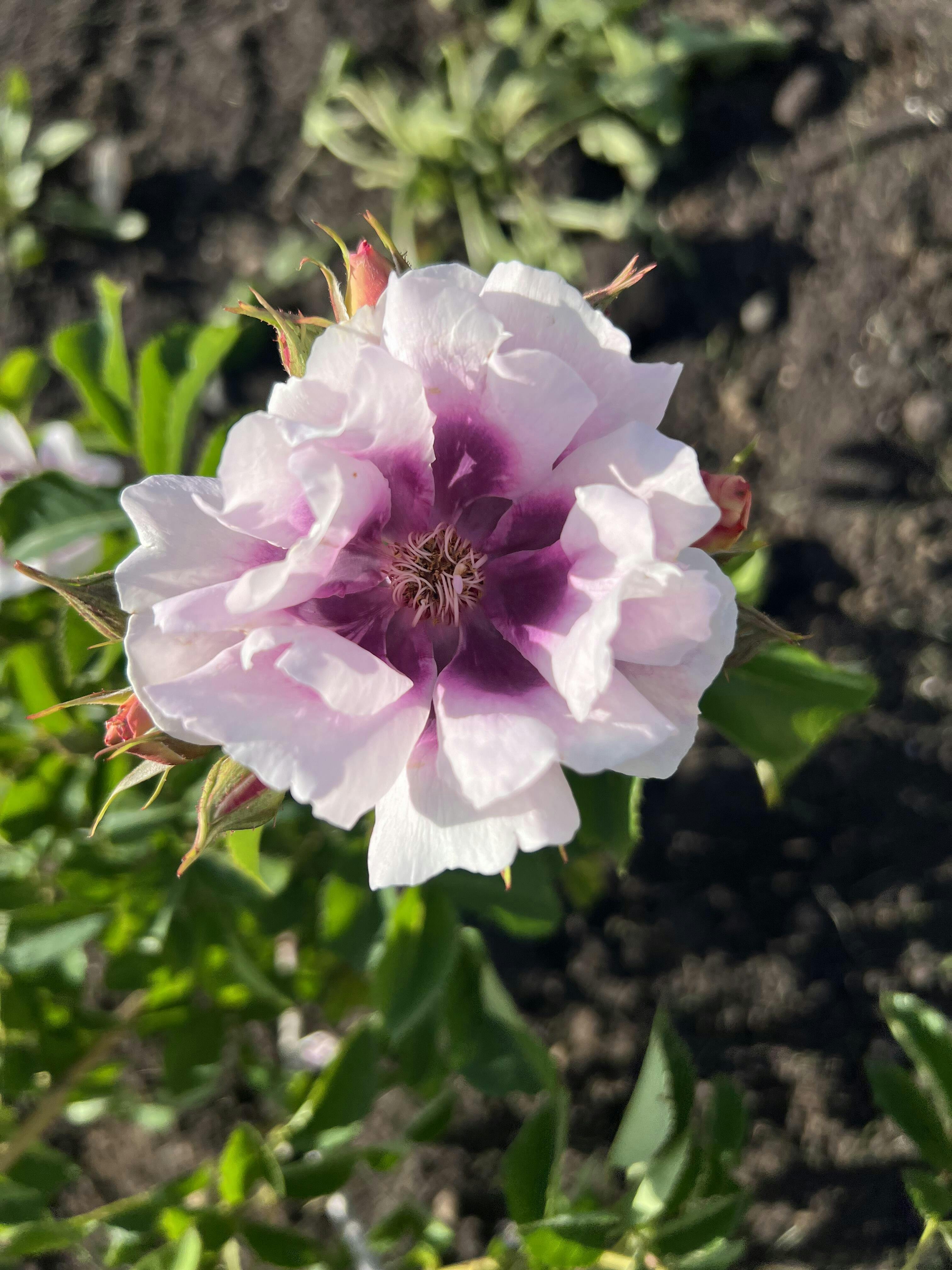 Easy On The Eyes™ – Heirloom Roses