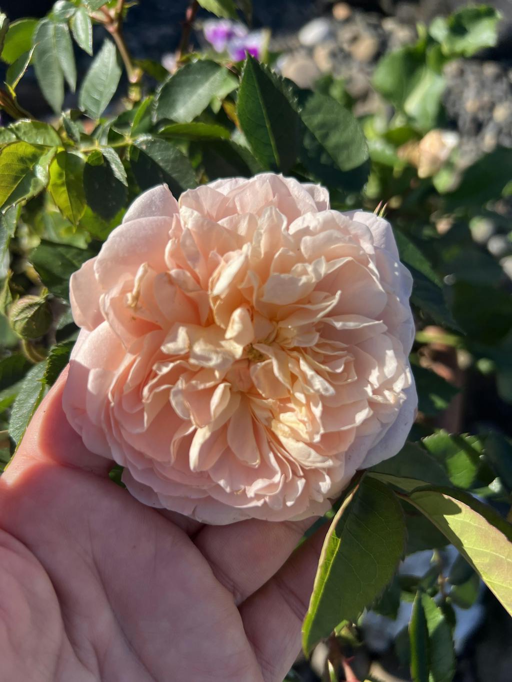 Colette Rose - Shrub - Moderately Fragrant – Heirloom Roses