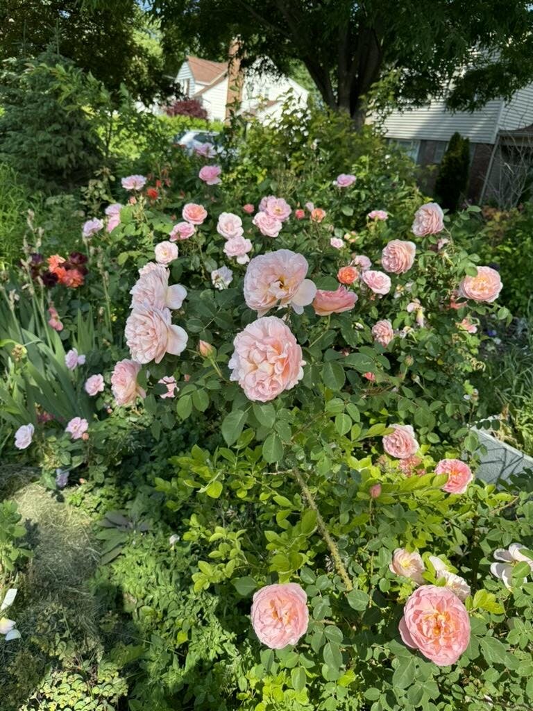 April Love Rose - Shrub - Exceptionally Fragrant – Heirloom Roses