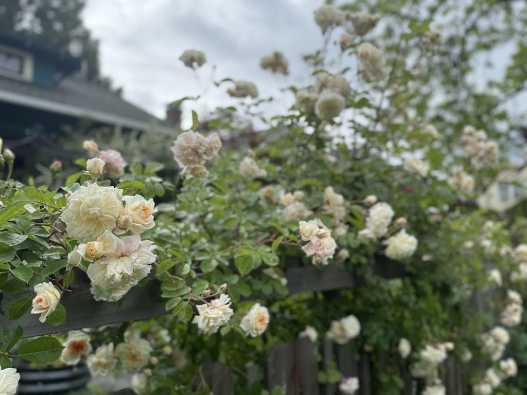 Wedding Garland | White Climbing Rose – Heirloom Roses