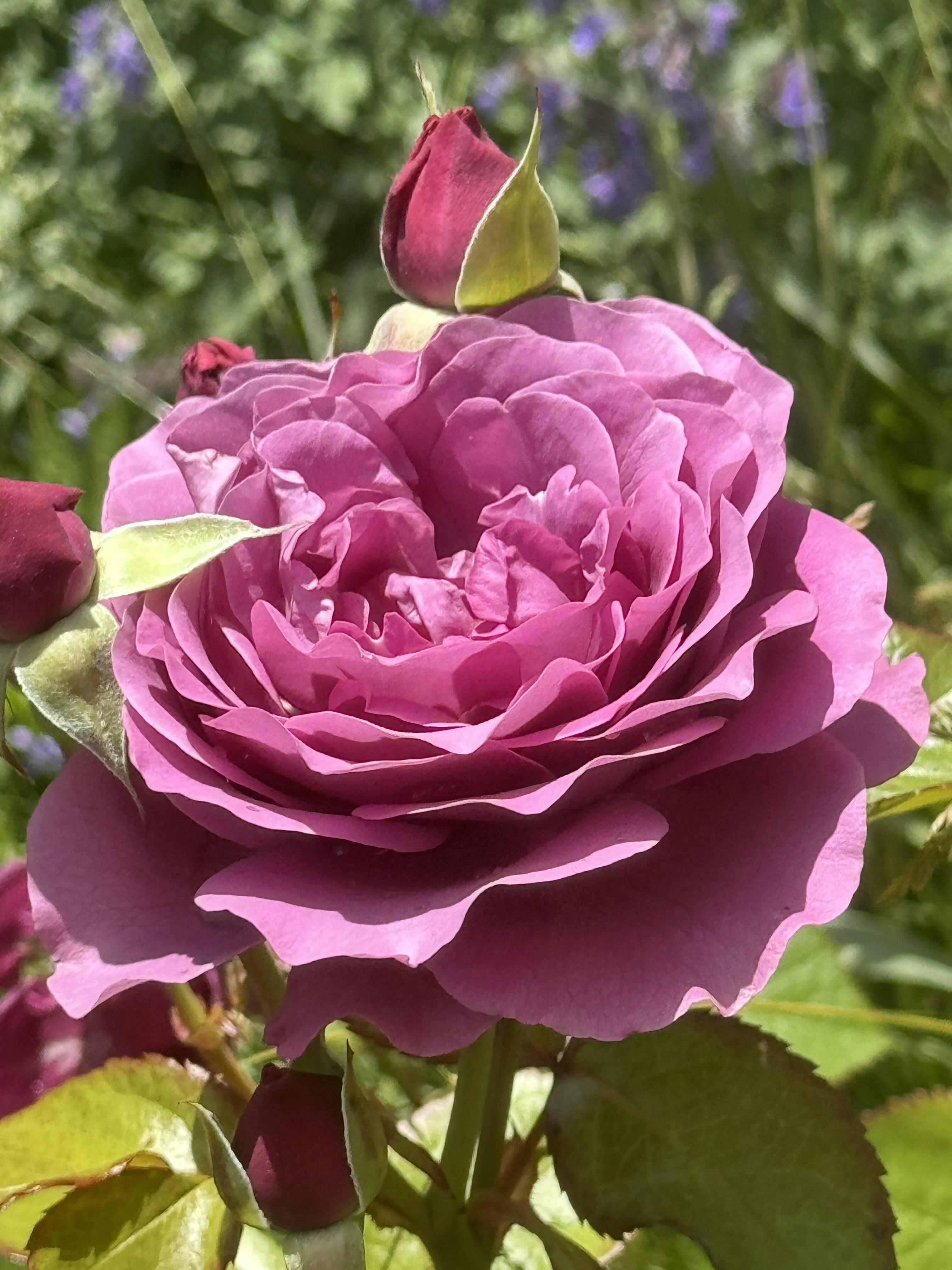 Plum Perfect Rose - Floribunda - Lightly Fragrant – Heirloom Roses