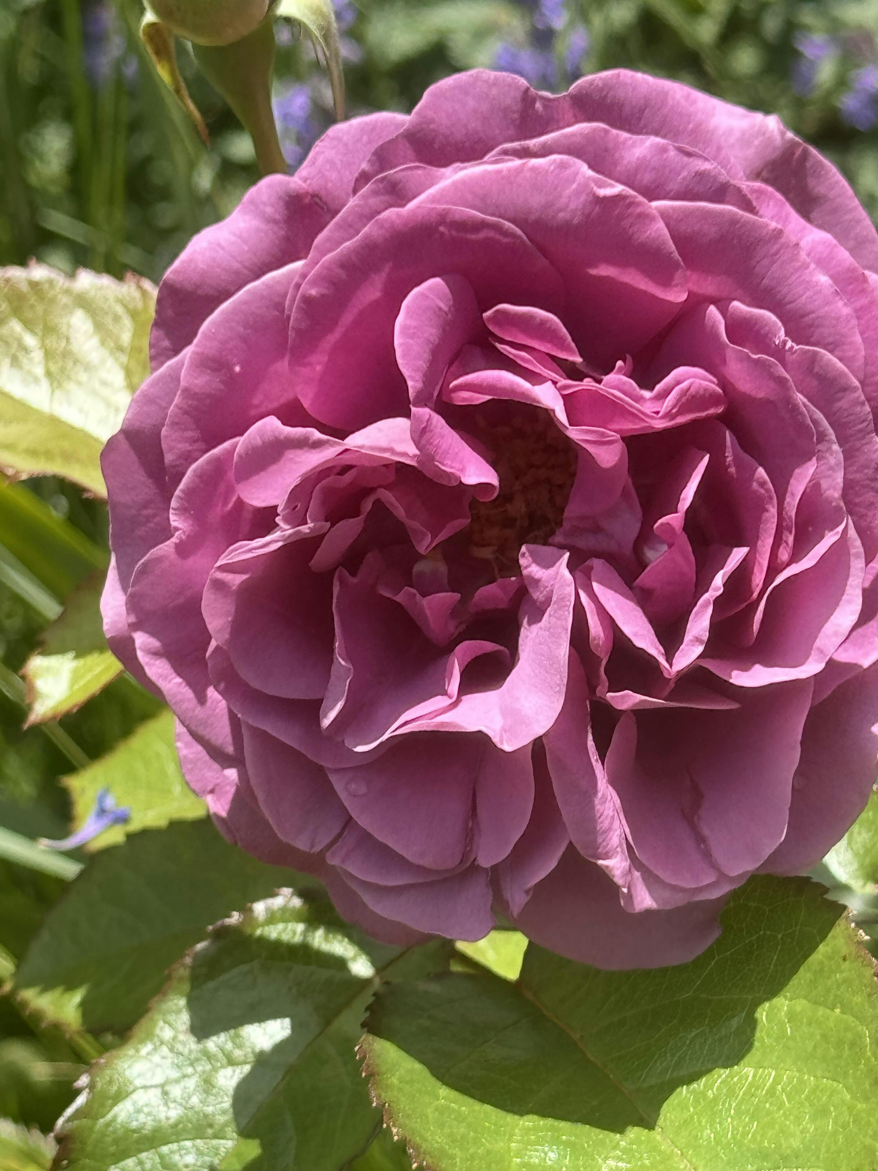 Plum Perfect Rose - Floribunda - Lightly Fragrant – Heirloom Roses