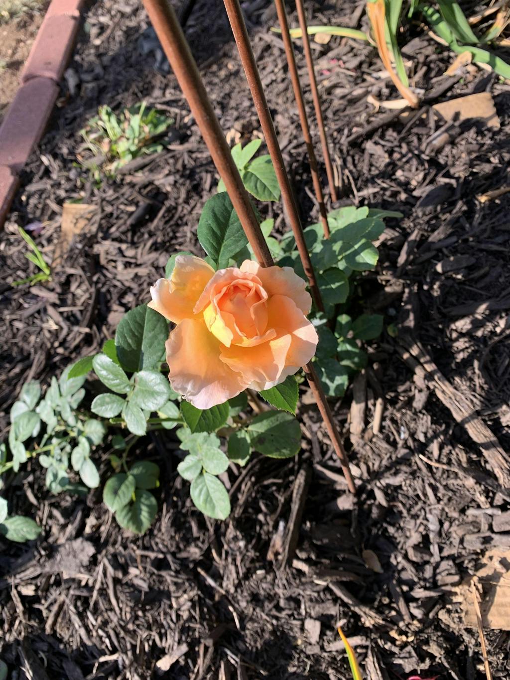 Polka Rose - Climbing Roses - Very Fragrant – Heirloom Roses